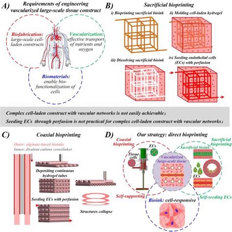 A The Requirements Of Engineering Vascularized Large Scale Tissue Download Scientific Diagram