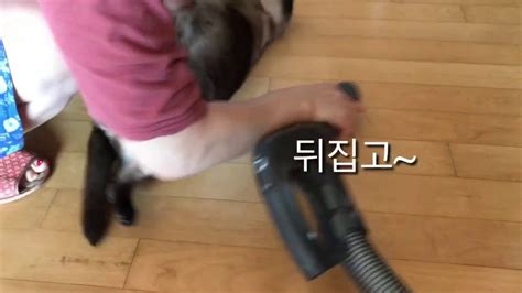 진공 청소기로 냥이 털 빗겨주기 고양이 Youtube