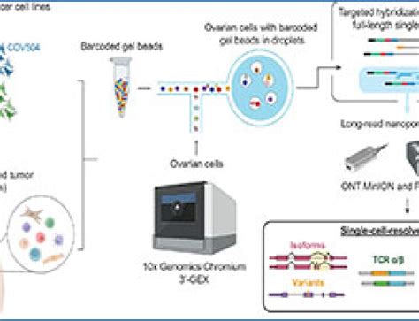 Sctype Fully Automated And Ultra Fast Cell Type Identification Using Specific Marker