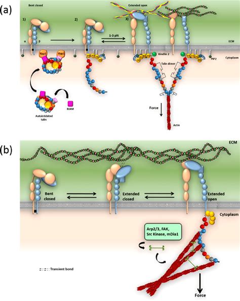 A Inside Out Activation 1 The Inactive Bent−closed Conformation Download Scientific
