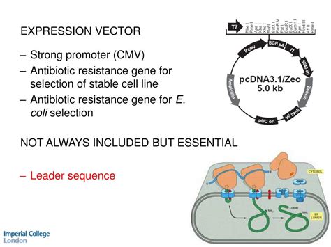 Ppt Protein Expression In Mammalian Cells ~ Techniques Workshop 23