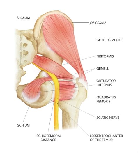Ischial Tuberosity Muscles