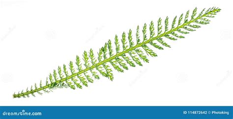 Leaf Cell Structure Stock Photo Image Of Branch Cell 114872642