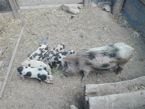 Selata Kune Kune Hvozdno České Budějovice Prodám Chovzvířatcz