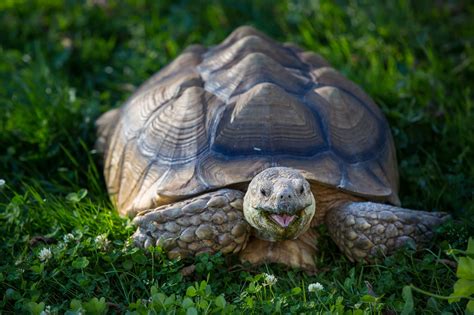 Turtle Clover Shell Wallpaper Hd Animals 4k Wallpapers Images And