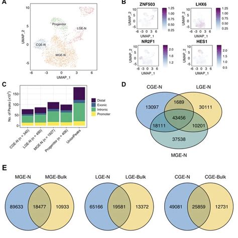 Single Nuclei Atac Seq Of The Human Ganglionic Eminences A Snatac Seq Download Scientific