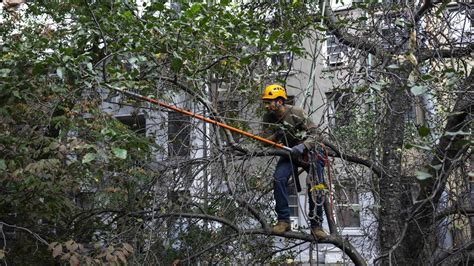 The Best Trees To Reduce Air Pollution Urban Forest Dweller