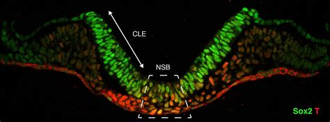 Progenitor Cells Mapping Body Building Potential Elife
