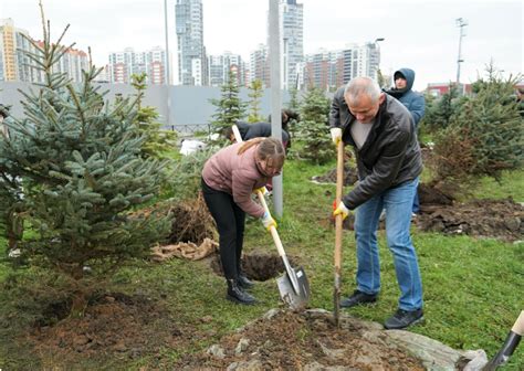 Посадка голубых елей в парке Озеро долгое