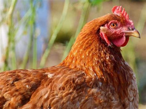 Are Golden Sexlink Chickens Good Egg Layers
