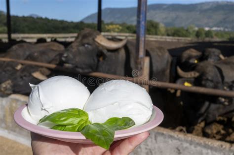 White Balls Of Italian Soft Cheese Mozzarella Di Bufala Campana And