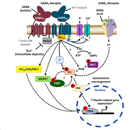 Downstream Signaling Pathways At Quentin Whitney Blog