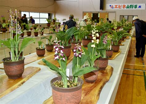 春の山野草 魅力満開一関Iwanichi Online 岩手日日新聞社