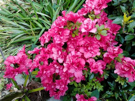 アザレア 八重さんのダイアリー