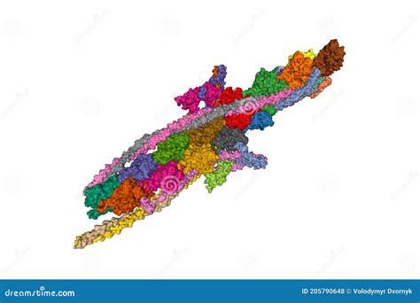 Actin Filament And Myosin Filament Structure Myosin Muscle Actin
