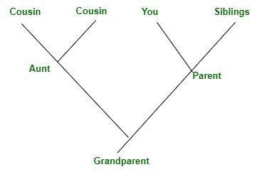 Phylogenetic Tree Construction And Overview GeeksforGeeks