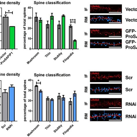 Analysis Of Dendritic Spines After Prosapip1 Overexpression And Download Scientific Diagram