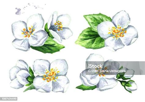 화이트 재 스민 꽃 세트입니다 흰색 배경에 고립 수채화 손으로 그린 그림 0명에 대한 스톡 벡터 아트 및 기타 이미지 0명 건강관리와 의술 꽃 나무 Istock