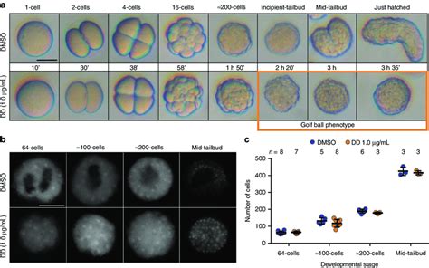 Characterization Of The Golf Ball Morphology At The Pre Tailbud Arrest