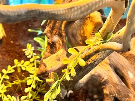 애완도마뱀 종류 크레스티드 게코 도마뱀 키우기 크레 먹이 네이버 블로그