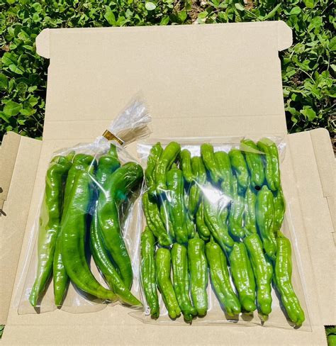 ししとう200g万願寺とうがらし150gの風味豊かな緑黄色野菜セット千葉県産の野菜食べチョク産地直送 産直 お取り寄せ通販