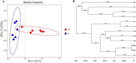 Beta Diversity Analyses A Pcoa Analysis B Upgma Clustering Analysis