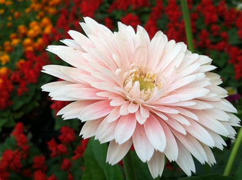 Shasta Daisy In Pink Photograph By Deborah Dell