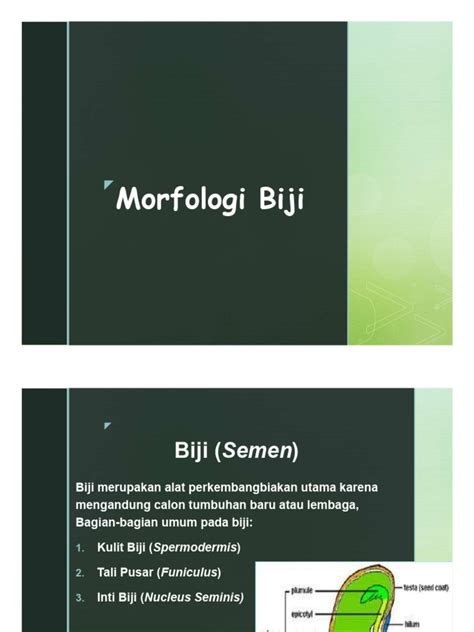 Morfologi Biji Pdf