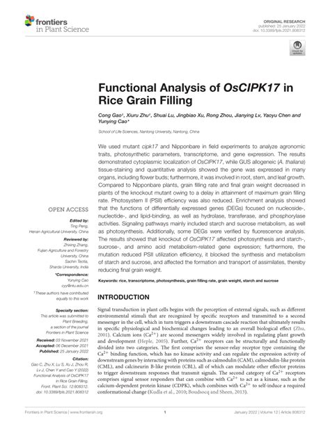 Pdf Functional Analysis Of Oscipk17 In Rice Grain Filling