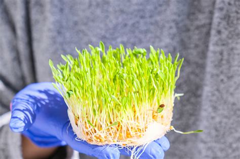 여성의 손이 테이블에 싹이 밀을 잡고 뿌리 음식 건강 마이크로 그린 콩나물 유기농 비건 건강 식품 개념 홈 원예 묘목 가정 생활에 대한 스톡 사진 및 기타 이미지 Istock