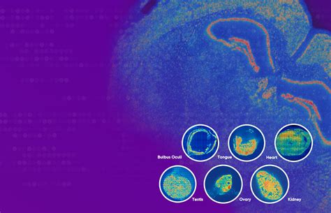 Stomics Stereo Seq Advanced Spatial Multi Omics Technology