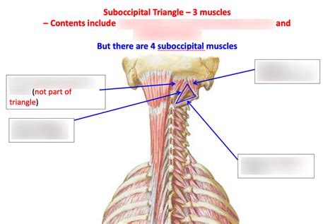 Suboccipital Triangle Diagram Quizlet