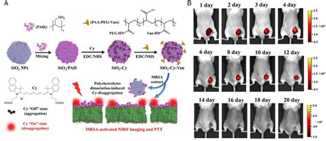 Theranostic Polyelectrolyte‐coated Silica Nanoparticle Displaying Cy Download Scientific