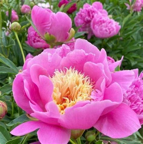 Цэрэн Балжид