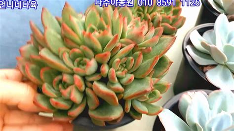 다수야농원 힐링다육 택배가능 010~8591~1126 Youtube