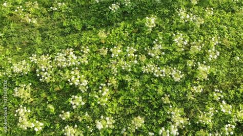 Heracleum Poisonous Plant The Sap Of It Causes Phytophotodermatitis In Humans Resulting In