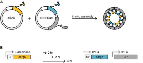 Strategy For In Vivo Co Encapsulation In P22 Vlps A A Dual Plasmid