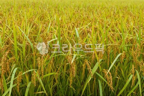 벼 논 가을들판 추수 벼이삭 사진이미지일러스트캘리그라피 마퉁이작가