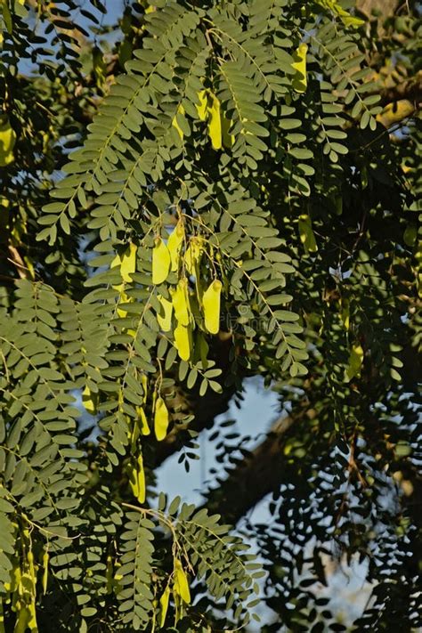 Black Locust Branches With Green Leafs And Unripe Fruits Stock Photo