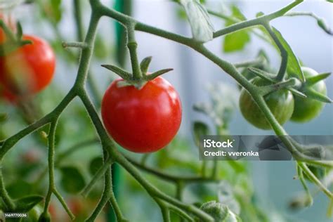 나뭇 가지에 어린 토마토를 익히십시오 출판 포스터 스크린 세이버 벽지 카드 배너 표지 게시물에 대 한 빨간색과 녹색 토마토와 토마토 토마토 나무 고품질 사진 꽃 식물에 대한