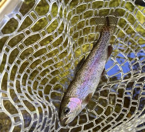 Top 30 Trout Streams In California