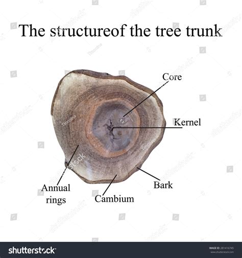 Structure Tree Trunk Vector Illustration Stock Vector Royalty Free Shutterstock