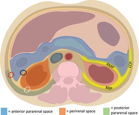 Retroperitoneal Space