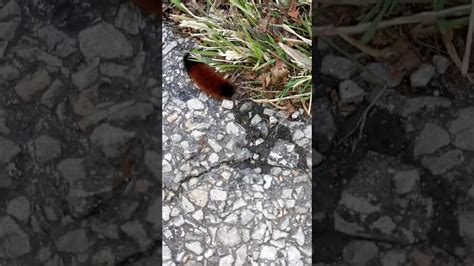 Wooly Worm Color Meaning Your Secret Winter Forecast Guide