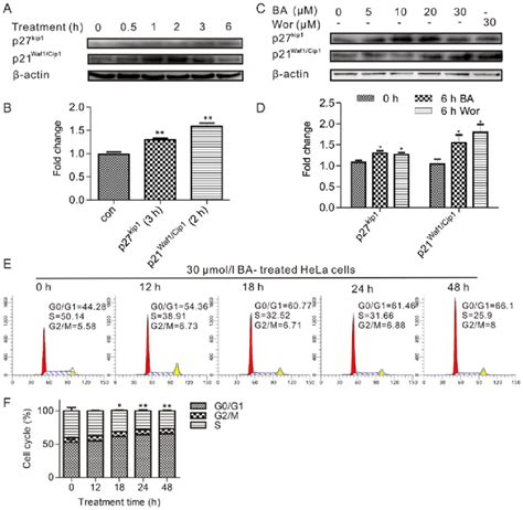 Cell Cycle Analysis Of Ba Treated Hela Cells A Important Regulator
