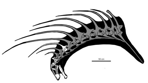Bajadasaurus Pronuspinax Descubrieron En La Patagonia Una Nueva Especie De Dinosaurio Infobae