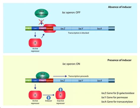 Extranuclear Inheritance Definition And Examples Biology Online Dictionary
