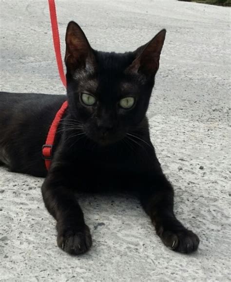 까 뮈 고 마 워 그 리 고 사 랑 해 ♡ 씨엘로펫