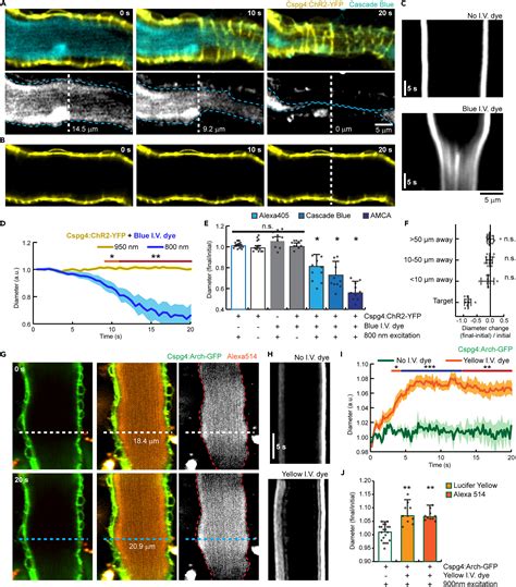Single Cell In Vivo Optogenetic Stimulation By Two Photon Excitation Fluorescence Transfer Iscience