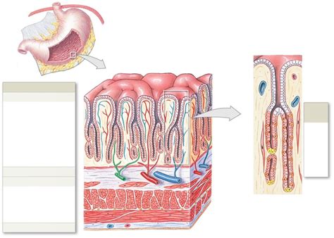 Figure 24 13 The Stomach Lining Diagram Quizlet